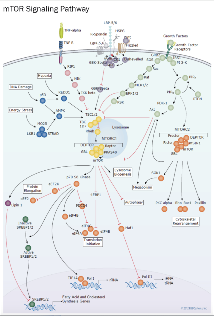 mTOR: The Secret to Longevity? | Synergy Longevity Centers